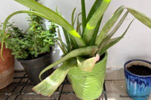Where Should Aloe Vera Plant Be Kept? (Ideal Spot+Points To Remember)