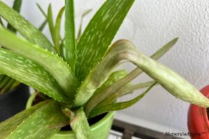 How Do You Revive An Overwatered Aloe Plant? (Complete Guide)