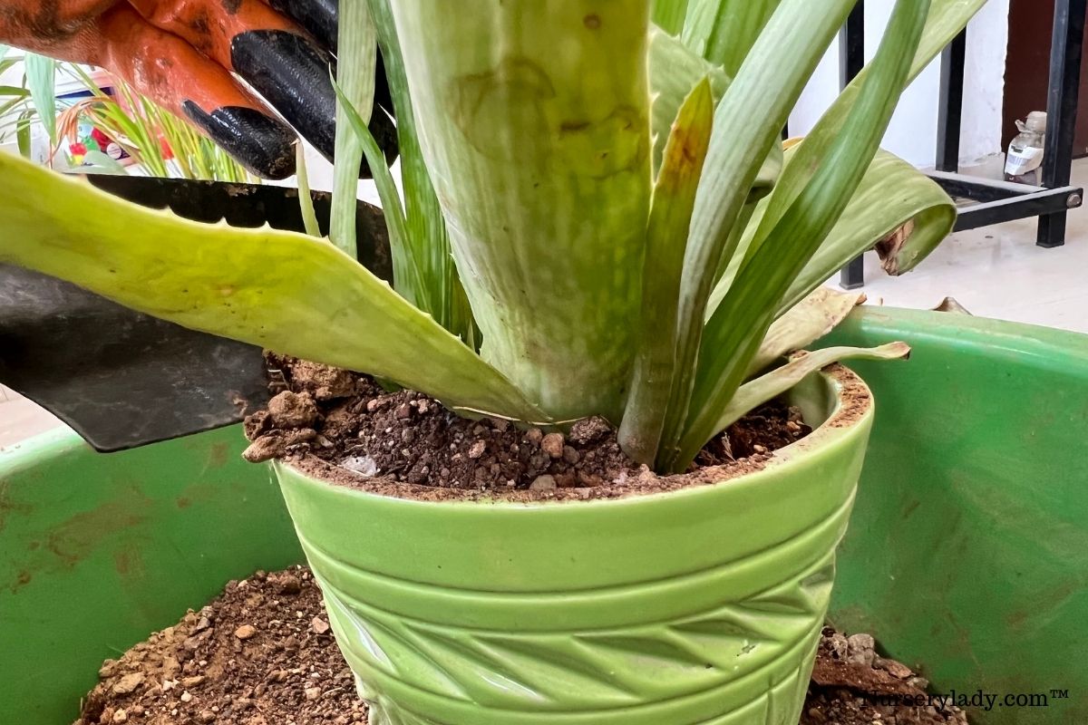 What Type Of Soil For Aloe Vera Plant? (+Ideal Soil Mix)