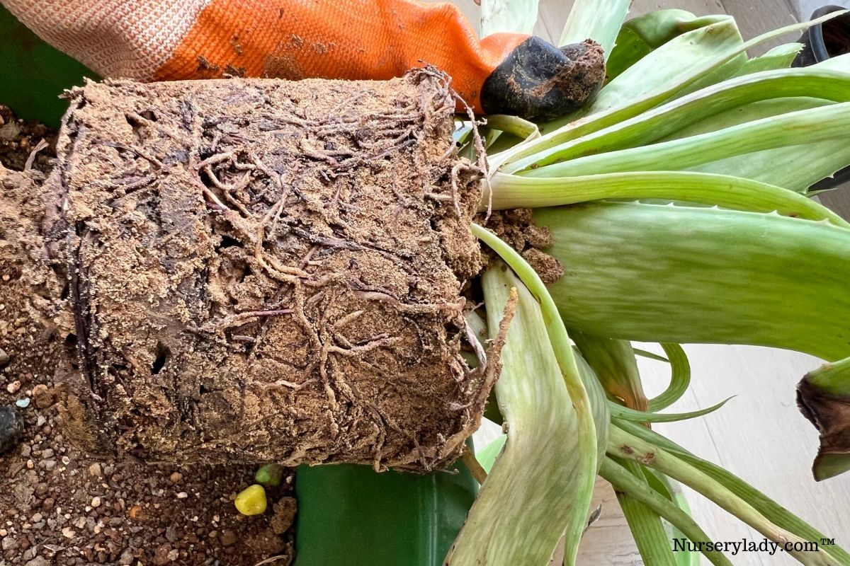 Why Are My Aloe Vera Leaves Curling Up? (Causes+Fix)