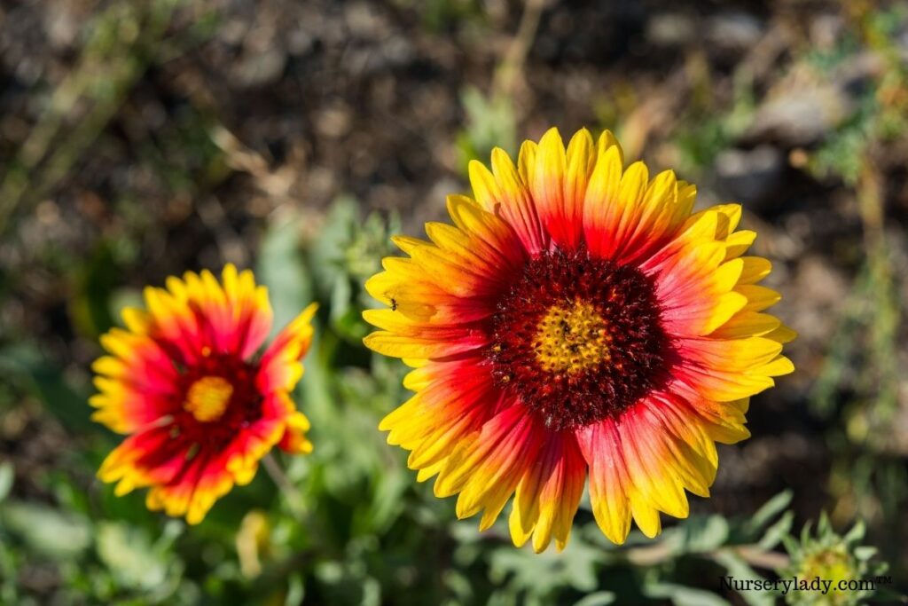 16 Best Flowers For Fall (+Basic Care Guide)