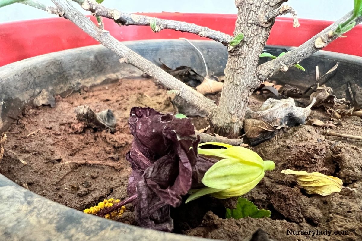 How To Care For Hibiscus Plant? (+Problems With Hibiscus)