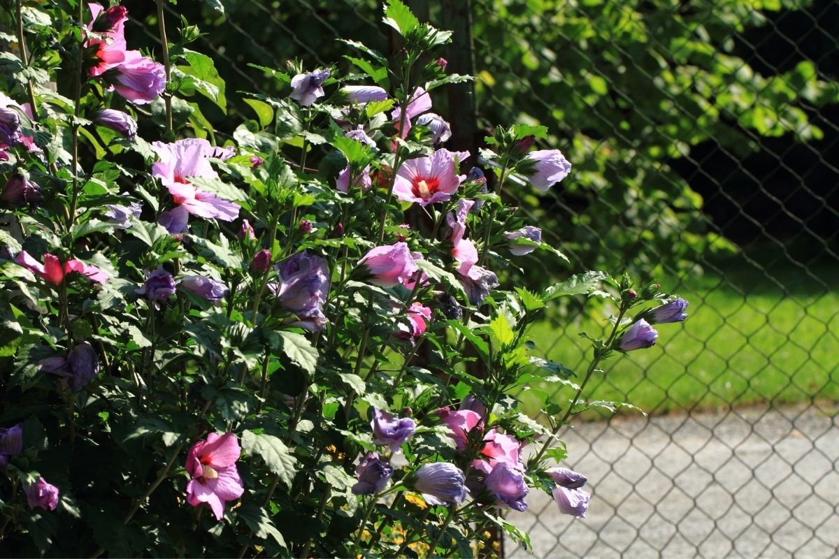 How To Care For Hibiscus Plant? (+Problems With Hibiscus)
