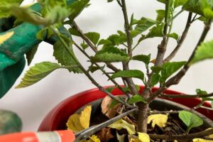 How To Prune Hibiscus? (A Step-By-Step Guide)