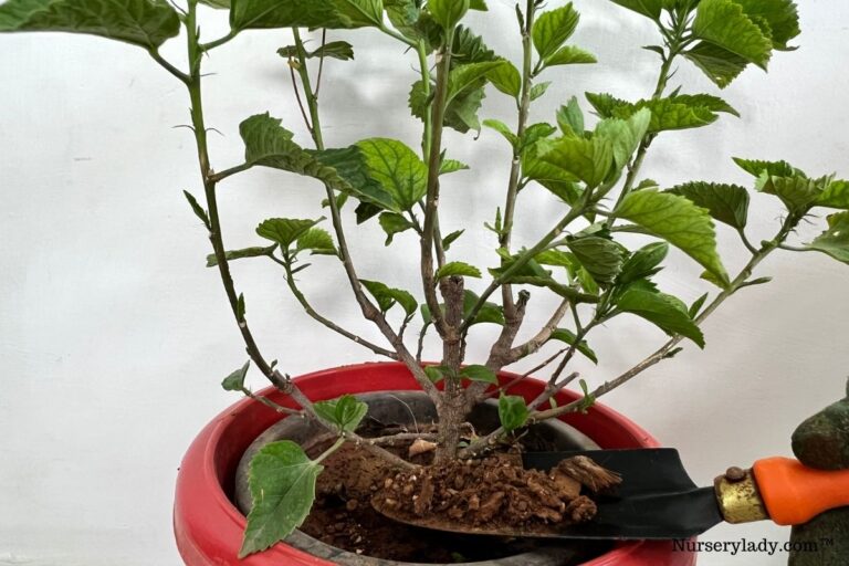 Can I Keep My Hibiscus Plant In A Pot? (Potted Hibiscus Care)