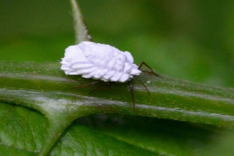 Why Is My Ginger Plant Dying? (7 Causes+How To Fix)