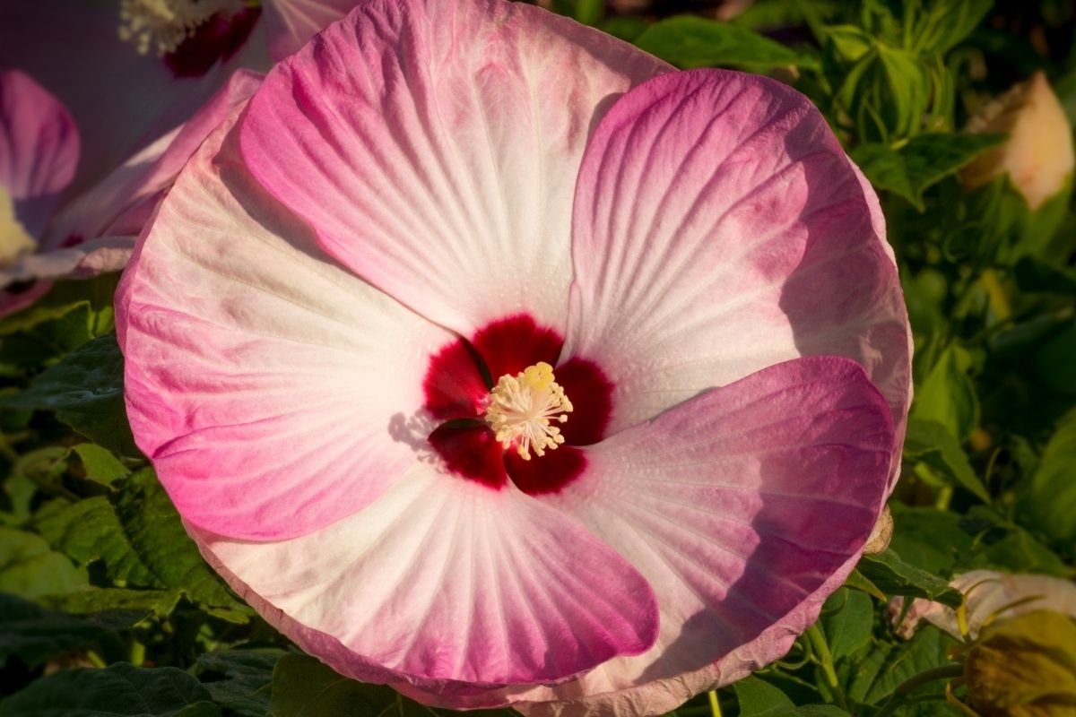80 Types Of Hibiscus Plants (With Photos+Brief Intro)