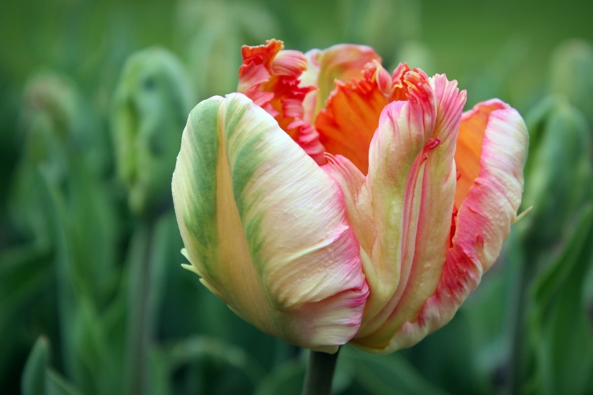 80 Types Of Tulips (With Pictures+Brief Guide)