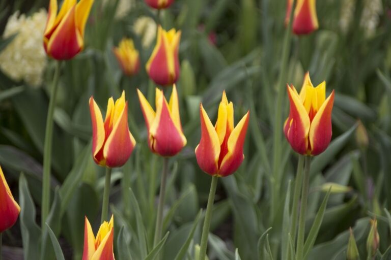 80 Types Of Tulips (With Pictures+Brief Guide)