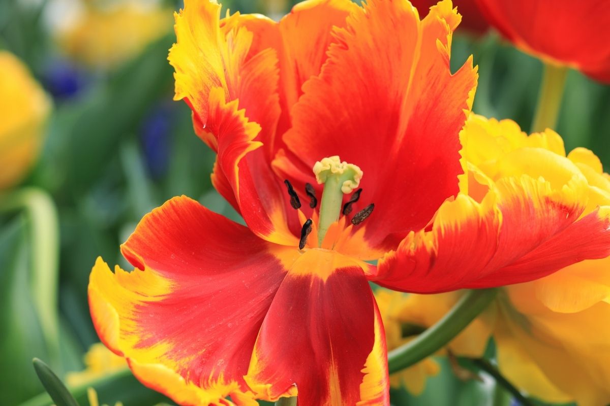 80 Types Of Tulips (With Pictures+Brief Guide)