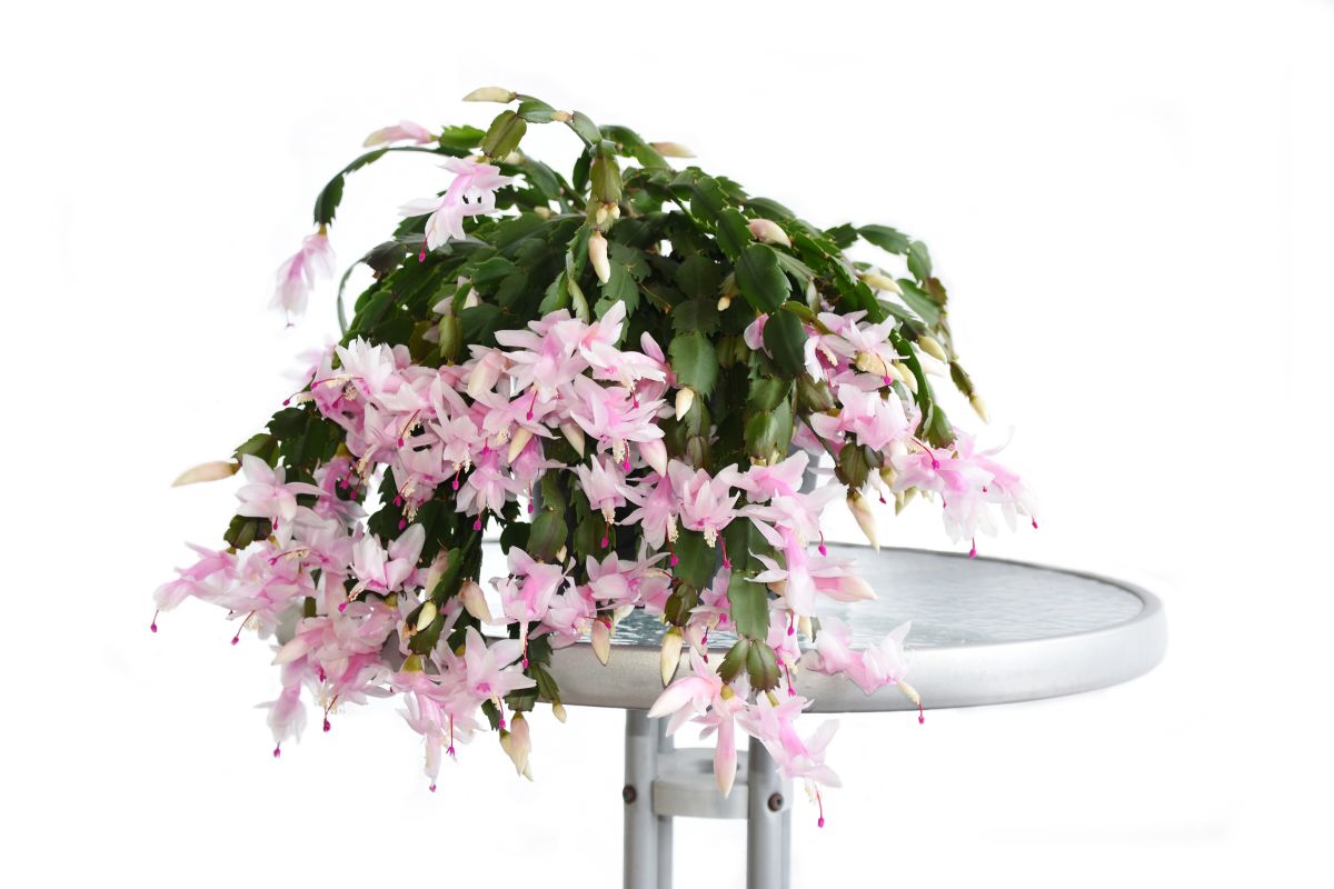 What Kind Of Soil Is Best For A Christmas Cactus? (+Best Soil Mix)