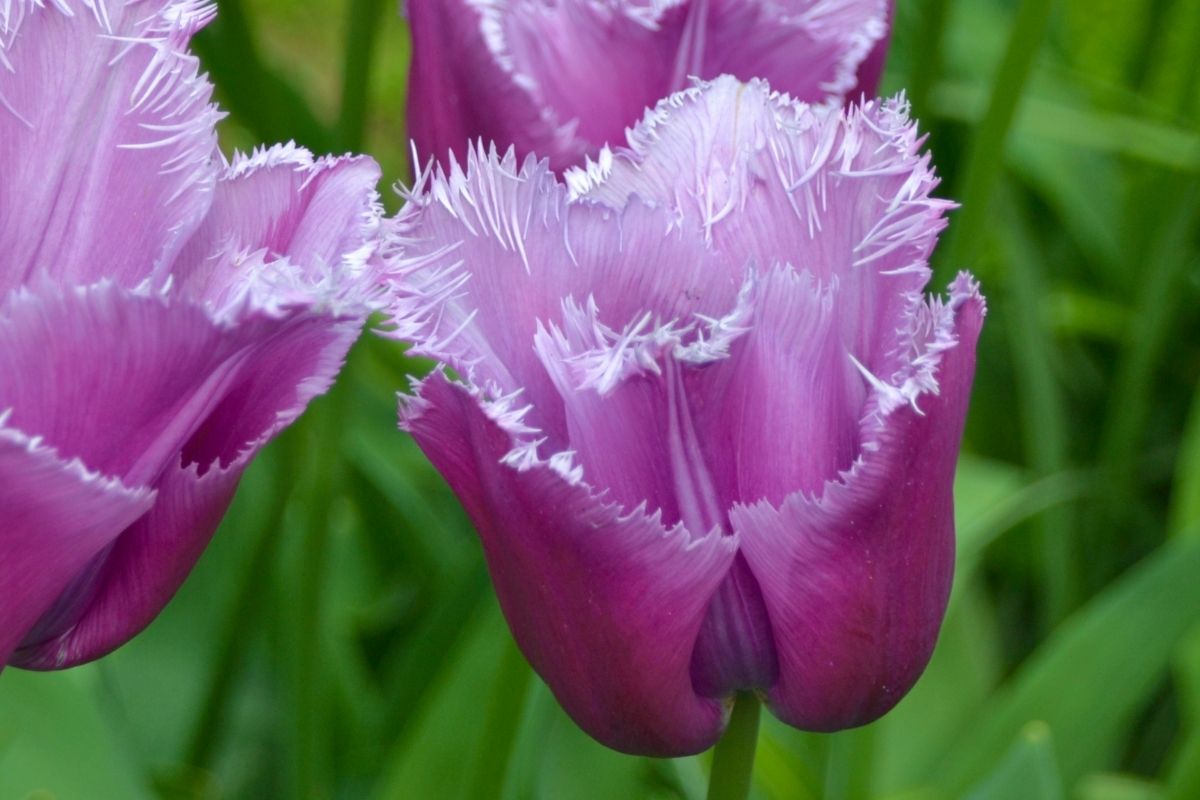 80 Types Of Tulips (With Pictures+Brief Guide)