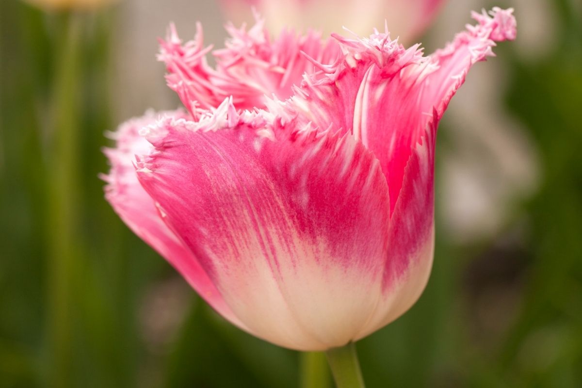 80 Types Of Tulips (With Pictures+Brief Guide)