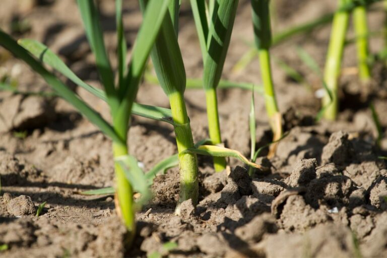 Garlic Plant Temperature Tolerance: Ideal Temperature+Extreme