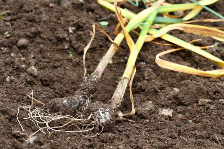Problems With Garlic Plants (Yellow, Brown, Drooping, Bugs, & More)