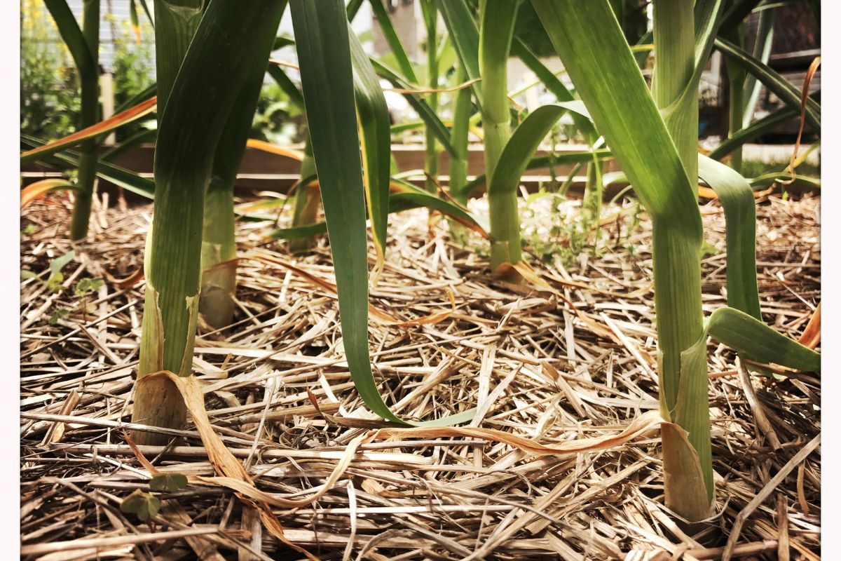 When To Fertilize Garlic? (+Best Fertilizer For Garlic)