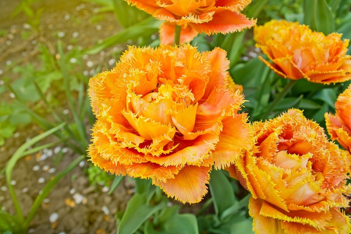 80 Types Of Tulips (With Pictures+Brief Guide)