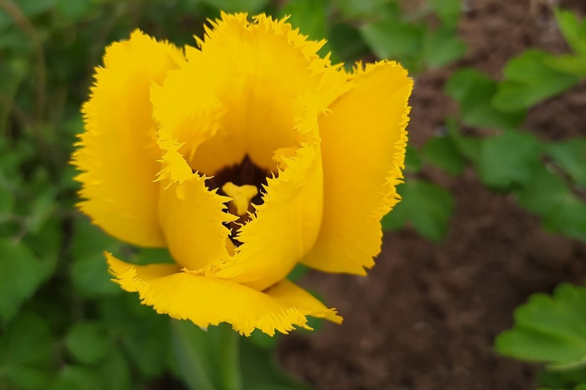 80 Types Of Tulips (With Pictures+Brief Guide)