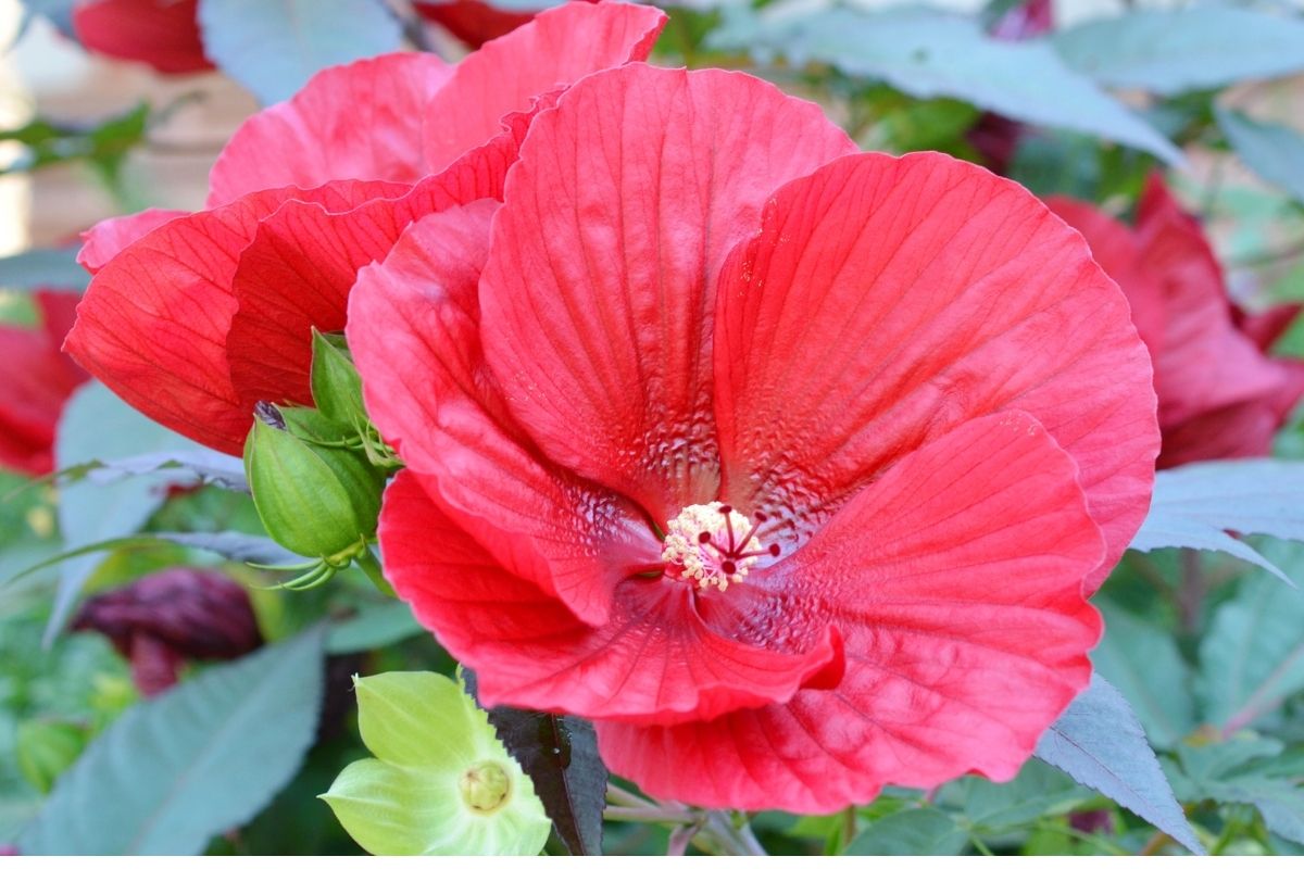 80 Types Of Hibiscus Plants (With Photos+Brief Intro)