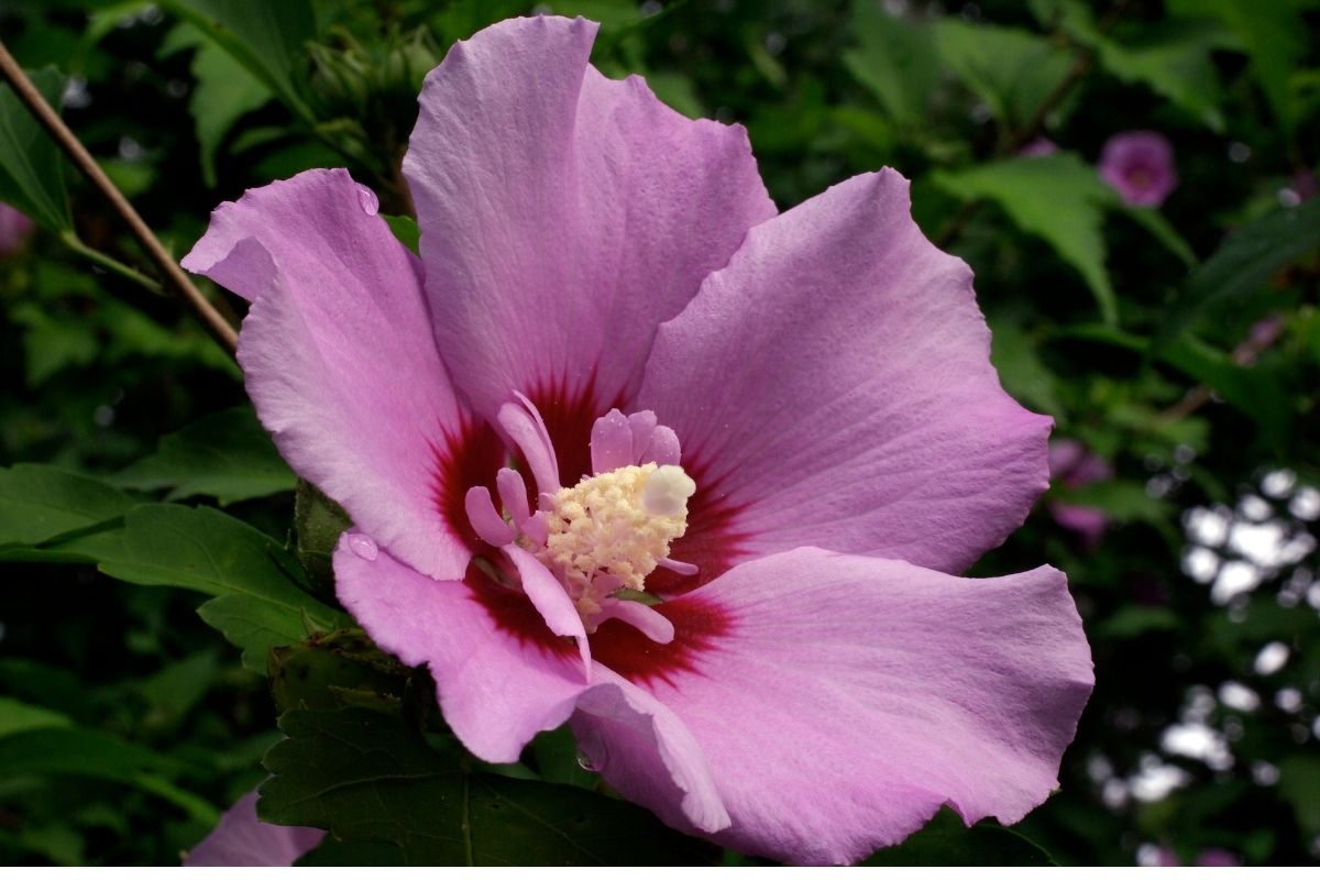 80 Types Of Hibiscus Plants (With Photos+Brief Intro)