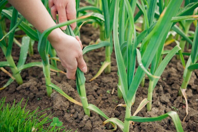 When Is Garlic Ready To Harvest? (+How To)