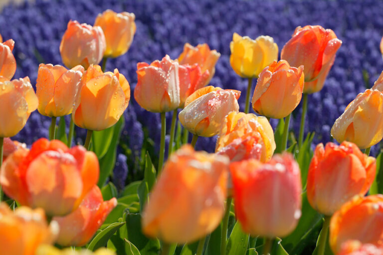 80 Types Of Tulips (With Pictures+Brief Guide)