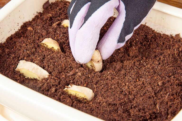 How Much Ginger To Plant? (Average Consumption+Growing Guide)