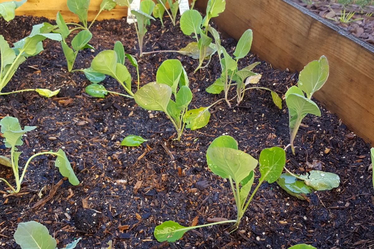 How Far Apart To Plant In Raised Beds? (With 40 Vegetable Examples)