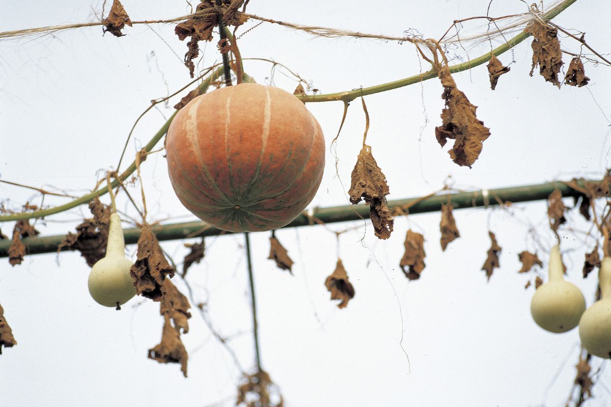 14 Vegetables That Need A Trellis To Grow (+Basic Care)