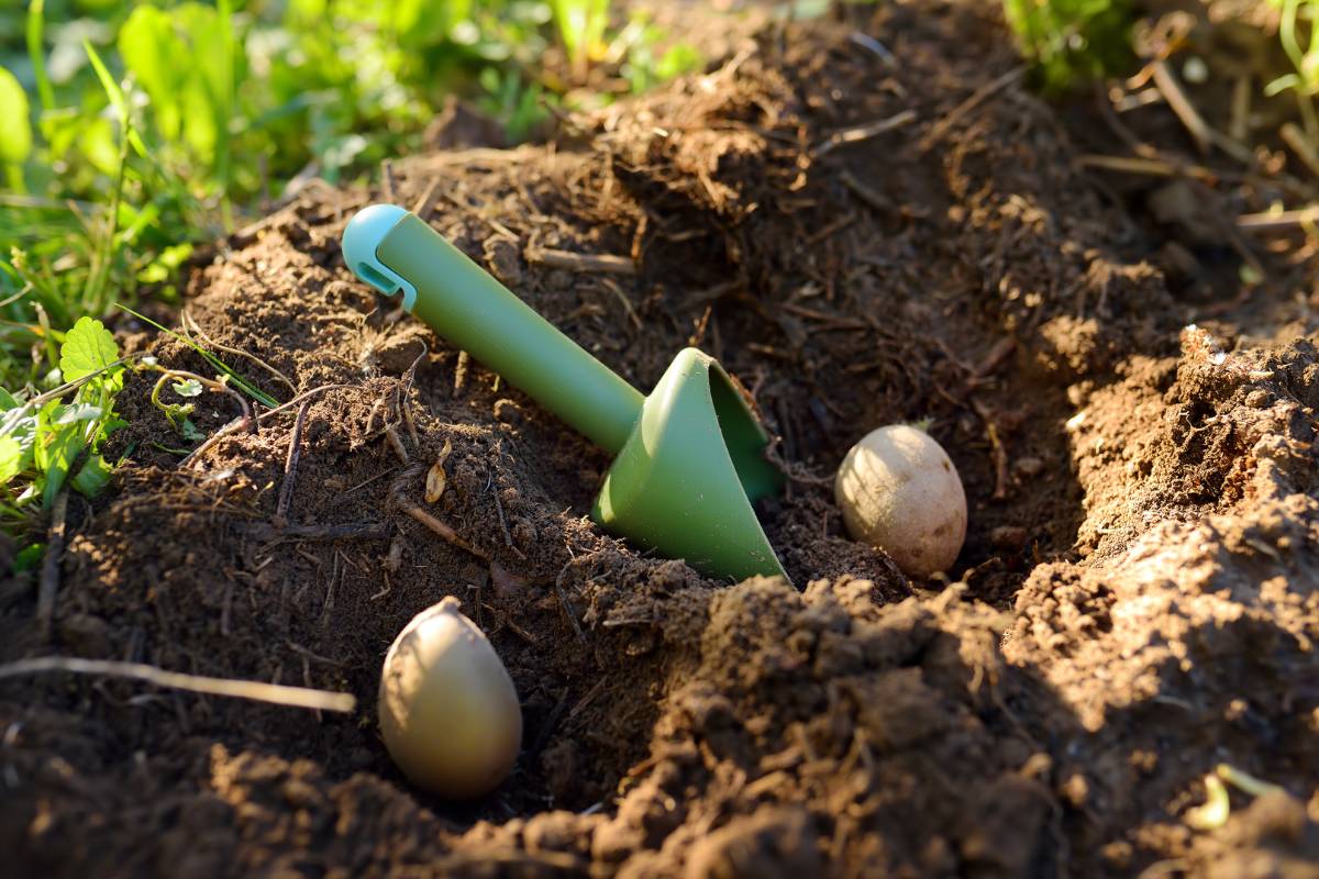 How Far Apart To Plant Potatoes In A Raised Bed? (+8 Mistakes To Avoid)
