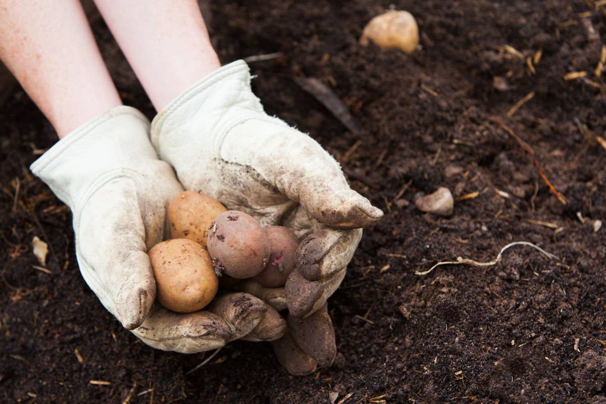 How Far Apart To Plant Potatoes In A Raised Bed? (+8 Mistakes To Avoid)