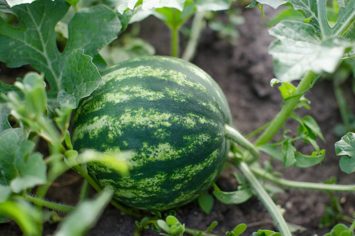 How Far Apart To Plant Watermelon In A Raised Bed? (+7 Mistakes To Avoid)