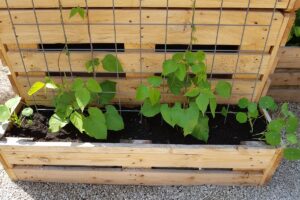How Far Apart To Plant Squash In A Raised Bed? (+9 Mistakes To Avoid)