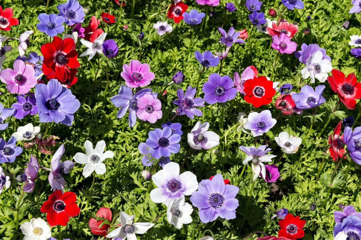 15 Best Flowers Around Trees (With Picture+Basic Care)