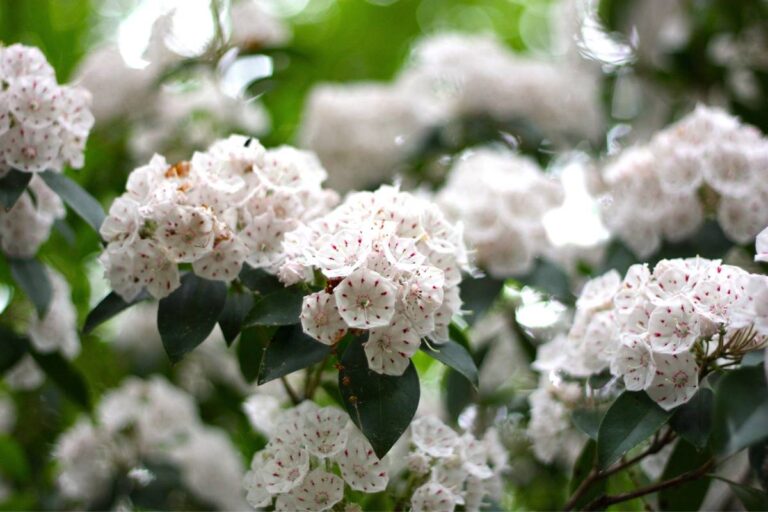 15 Best Flowers Around Trees (With Picture+Basic Care)