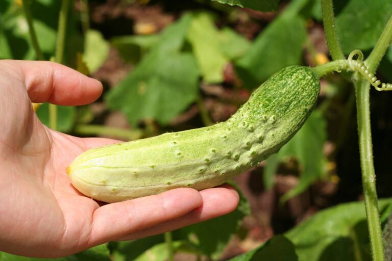 How Cold Can Cucumber Plants Tolerate?