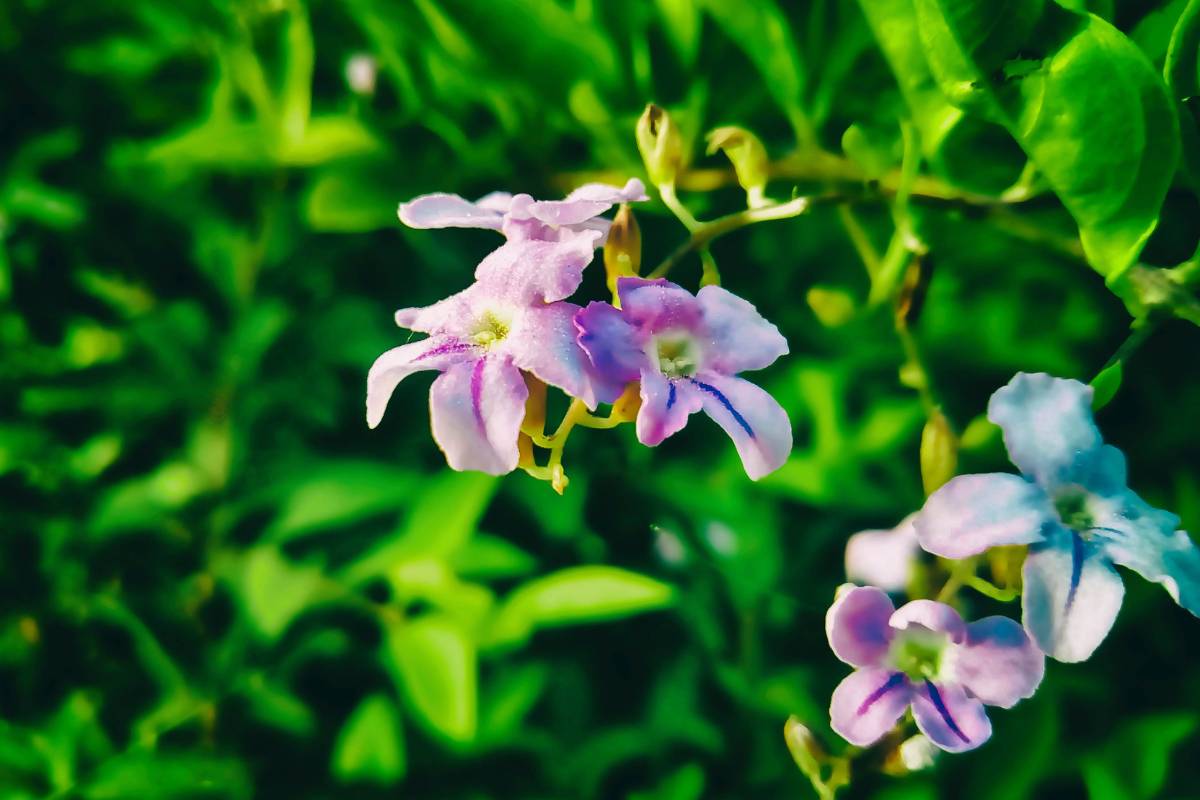 15 Best Flowers To Grow In Florida (General Care+Photos)