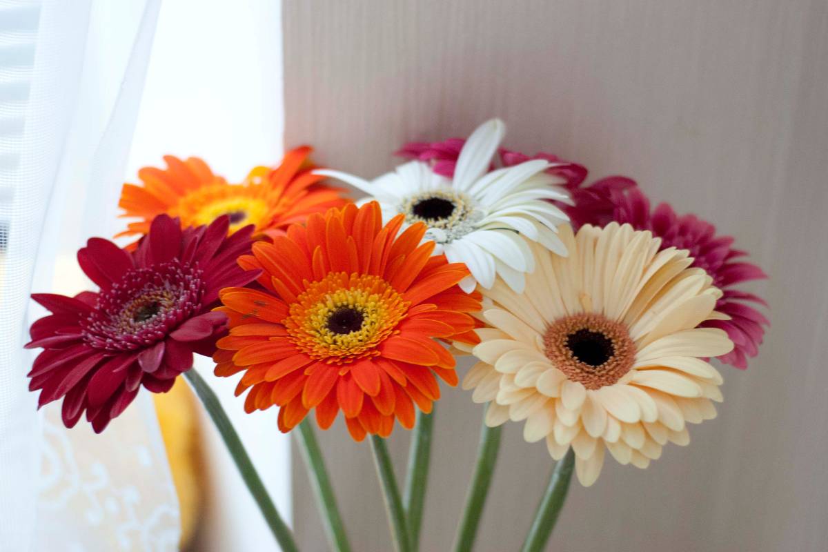 15 Best Flowers To Grow In Florida (General Care+Photos)