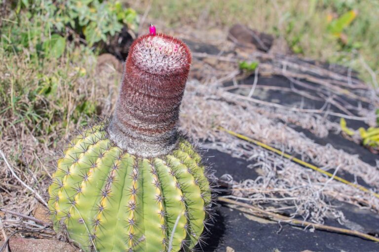 17 Best Flowers To Grow In Texas (+Pictures & Basic Care)