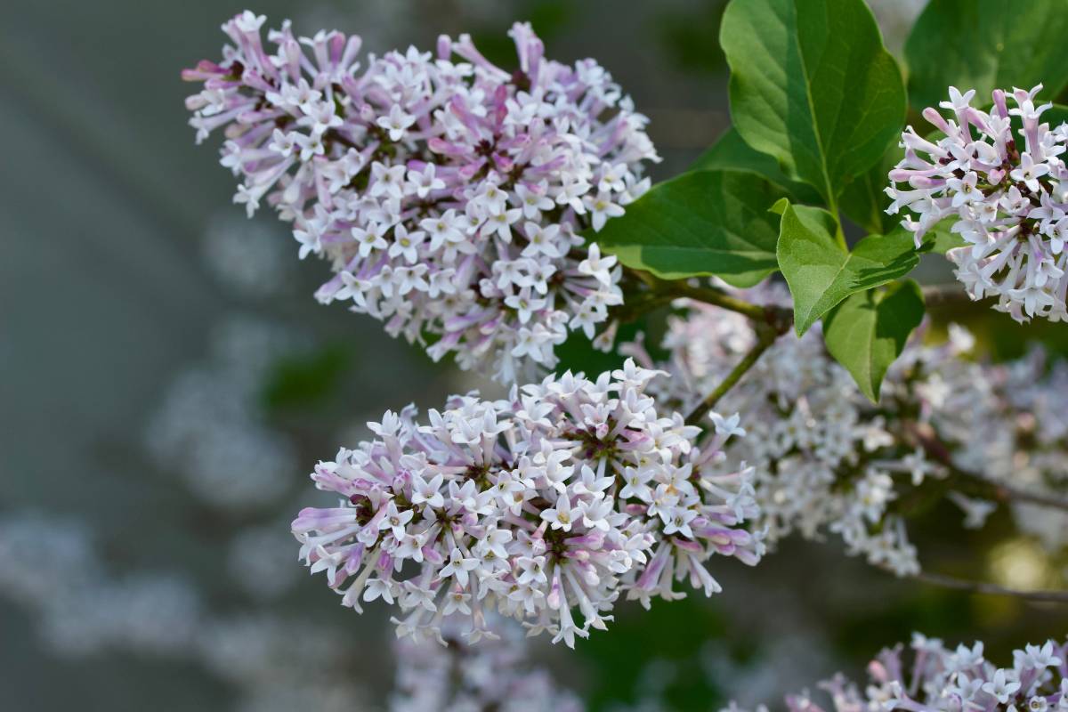 15 Best Flowers To Grow In Southern California (With Basic Care+Pictures)