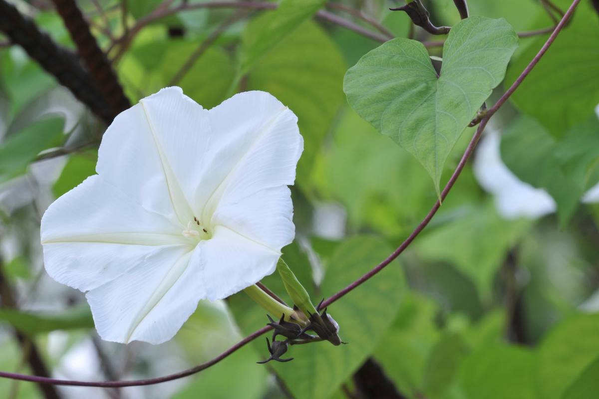 15 Best Flowers To Grow On A Trellis (+Basic Care & Pictures)