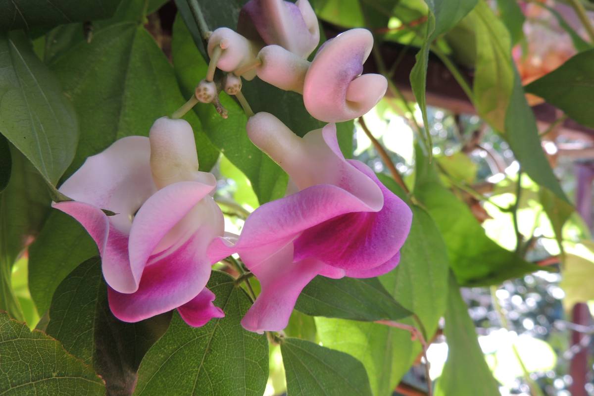 15 Best Flowers To Grow On A Trellis (+Basic Care & Pictures)