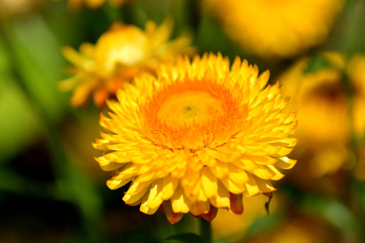 16 Best Flowers To Grow In Georgia (With Basic Care+Photos)