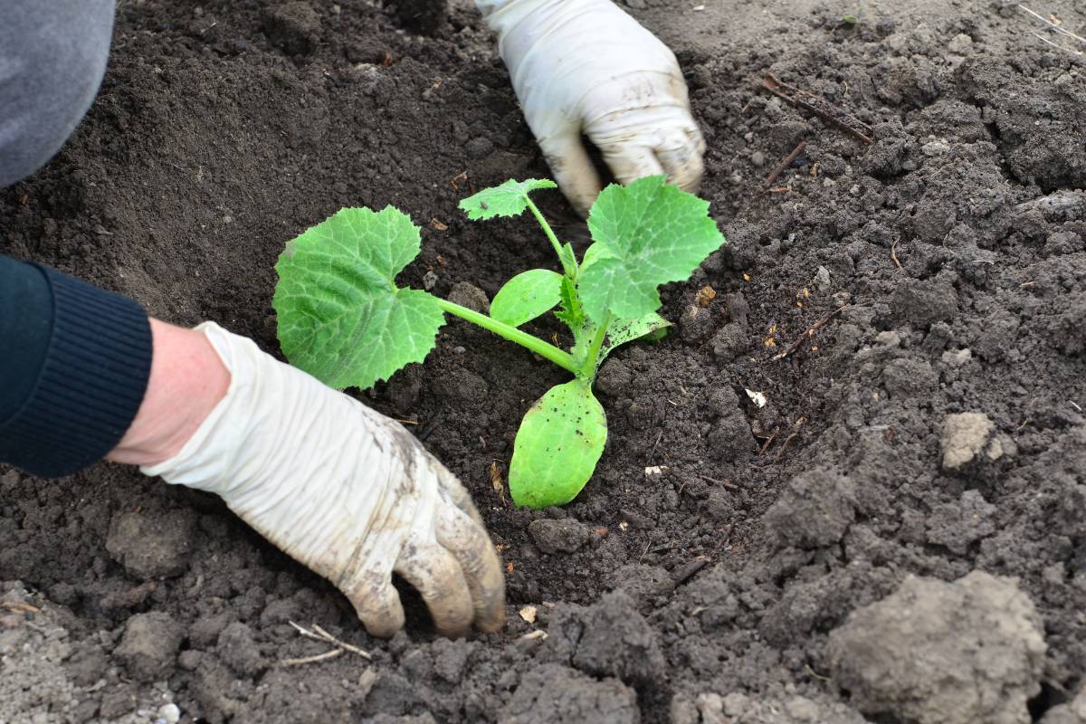 How To Care For Cucumber Plants? (Ultimate Care Guide)