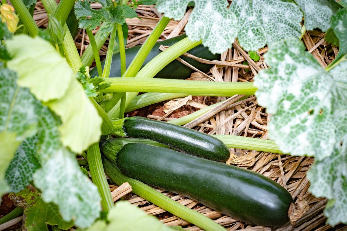 When Should I Plant Zucchini Seeds? (With Tables Of Your Zone)
