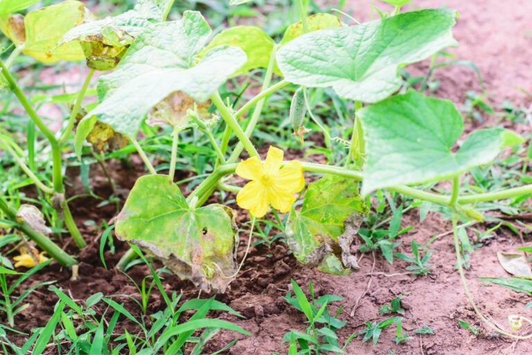 How To Care For Cucumber Plants? (Ultimate Care Guide)