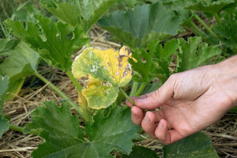 How To Care For Cucumber Plants? (Ultimate Care Guide)