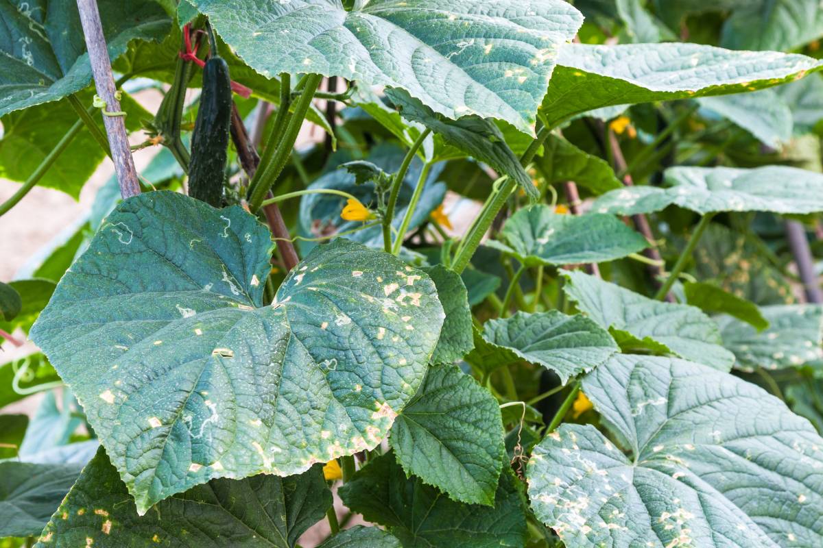 17 Problems With Cucumber Plants(+Quick Fix)