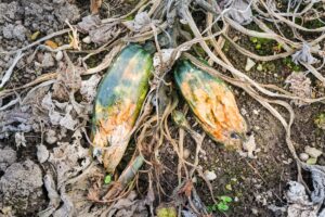Rot In The Zucchini Plants: All About Stem Rot, Root Rot, & Blossom End ...