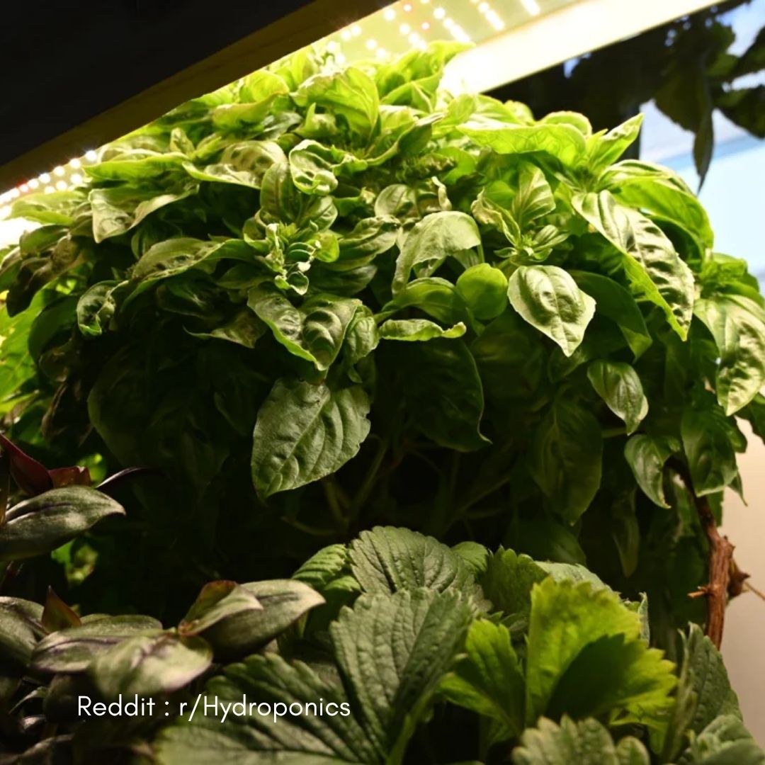 Can You Plant Basil And Mint Together? Tips For Thriving Herb Gardens
